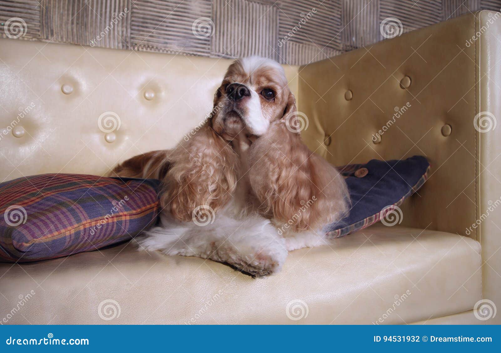 Salon Grooming American Cocker Spaniel for Dog Show Stock Photo - Image ...