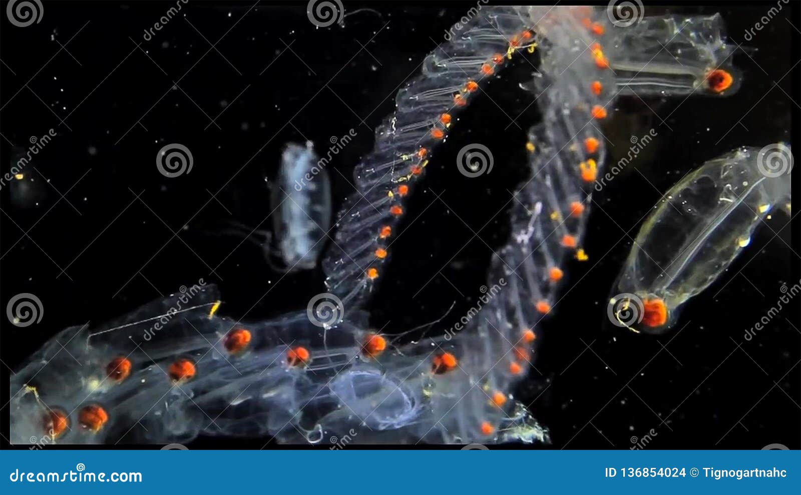 Salp In Marine Under Microscope Stock Photo - Image of jelly, fishes ...
