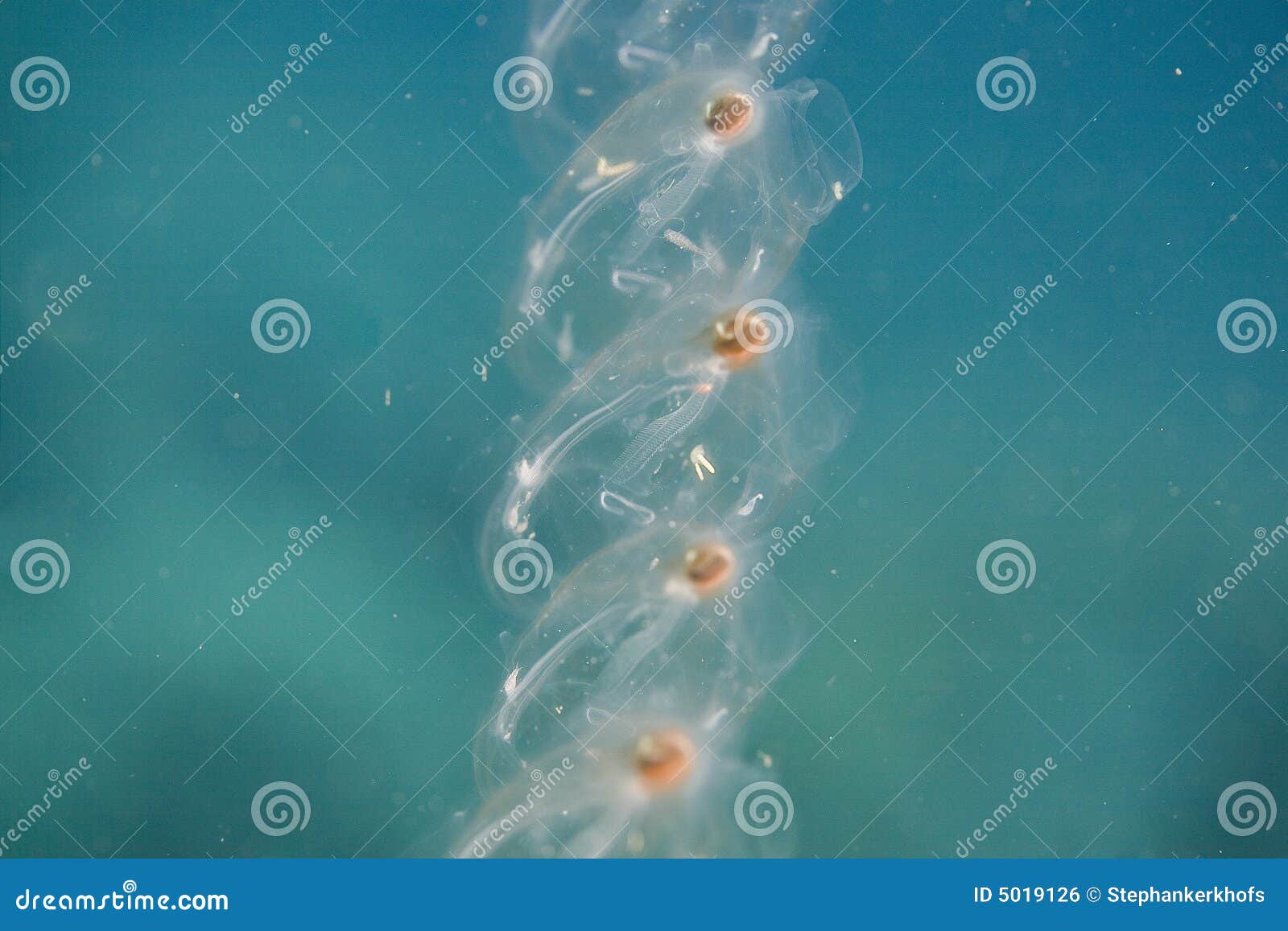 Salps (salpidae) stock photo. Image of cardinalfish, dotted - 5019126