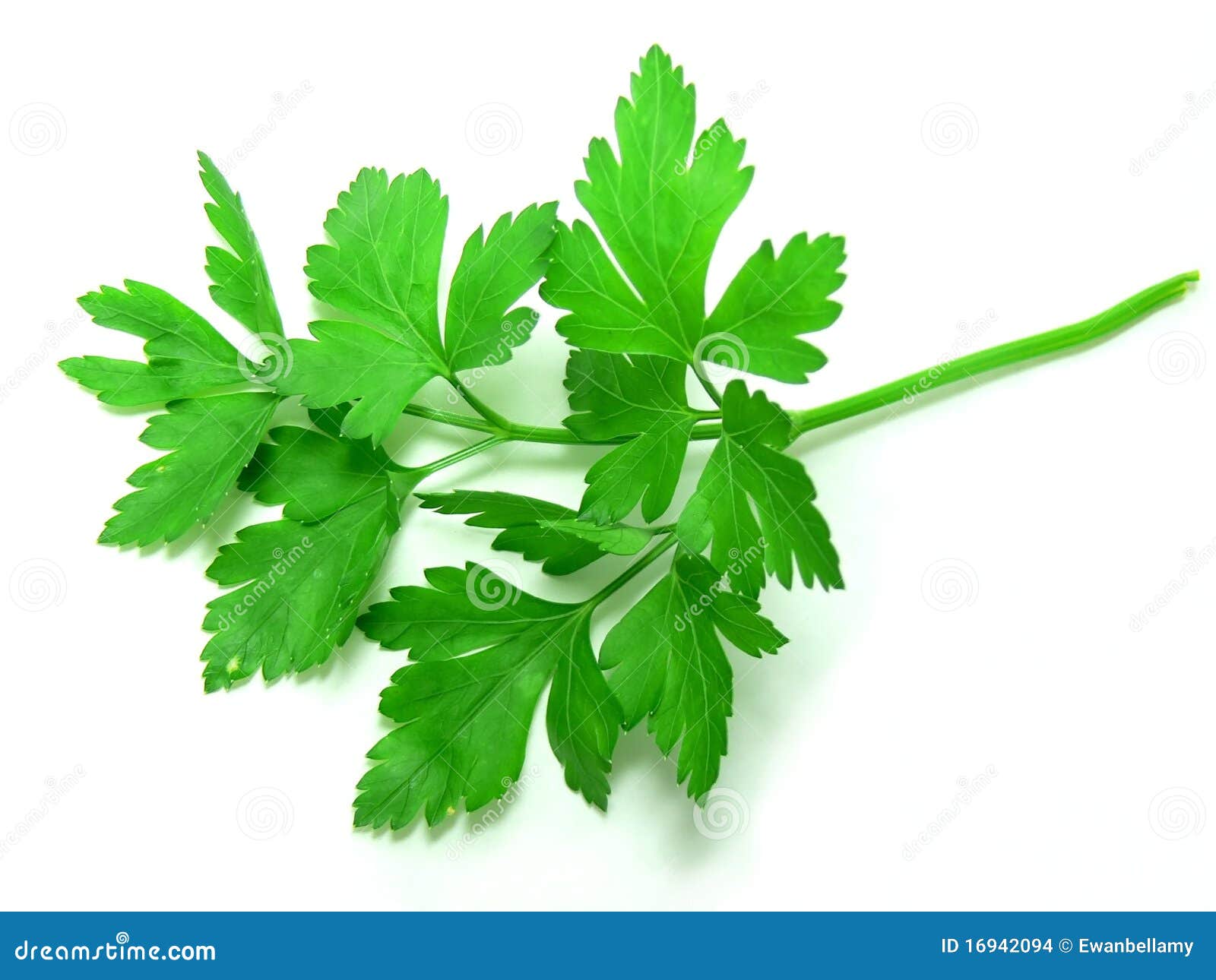 Salsa foto de stock. Imagem de ingrediente, dieta, tempero - 16942094