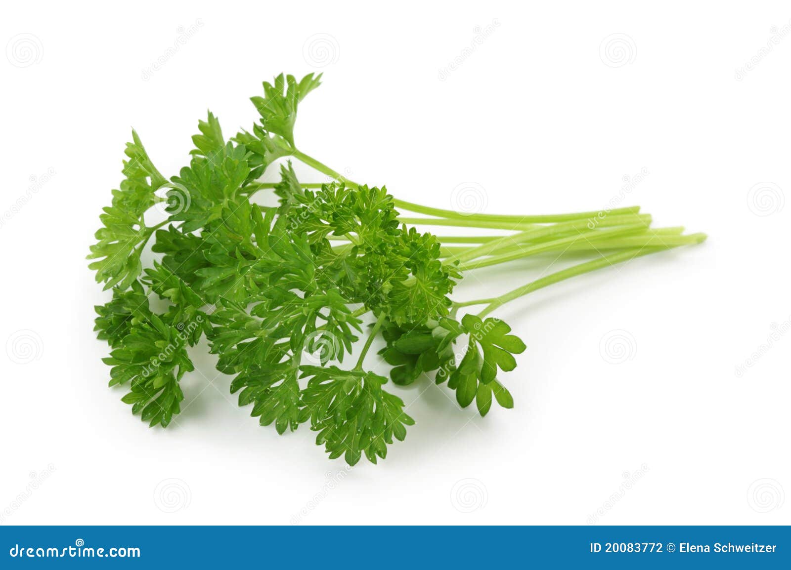 Salsa Curly da folha foto de stock. Imagem de fruta, folhas - 20083772