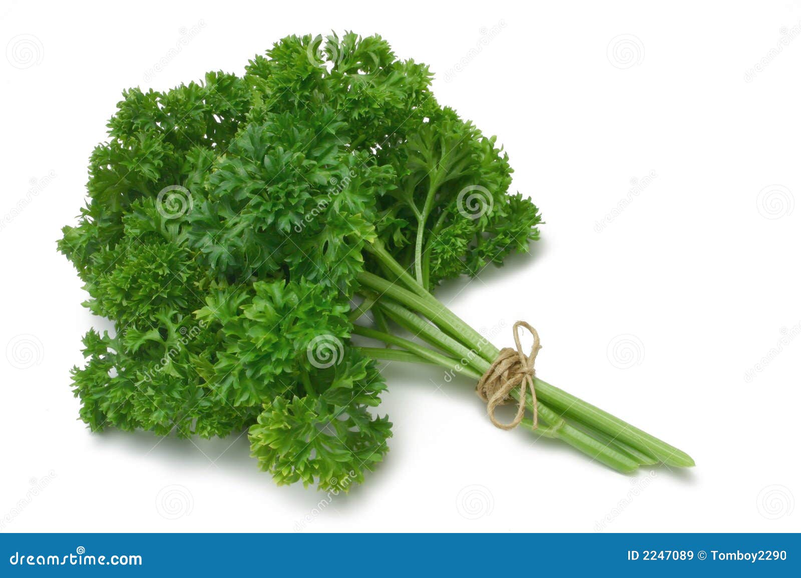 Salsa da série da erva imagem de stock. Imagem de pacote - 2247089