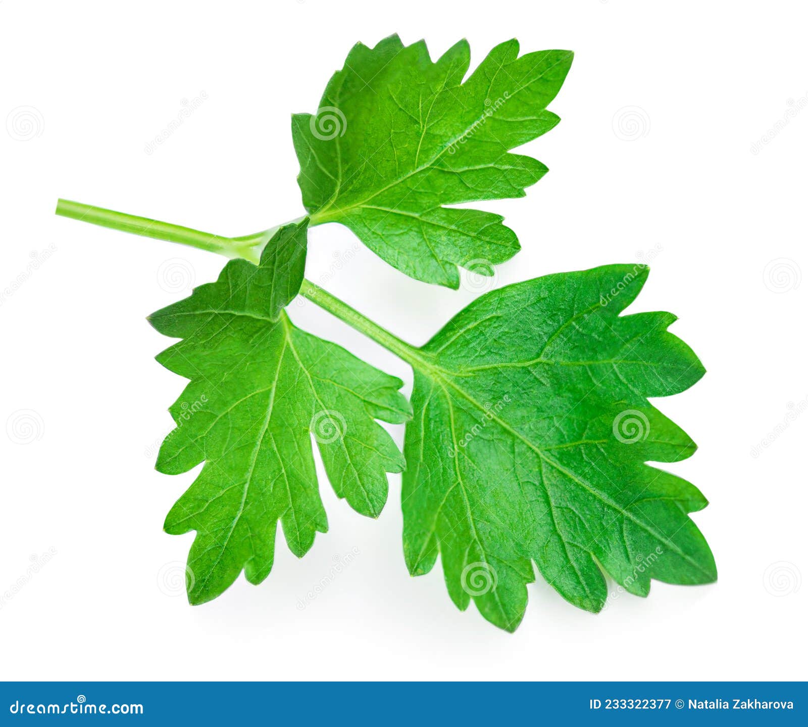 Salsa. Erva De Salsa Isolada Em Fundo Branco Imagem de Stock - Imagem ...