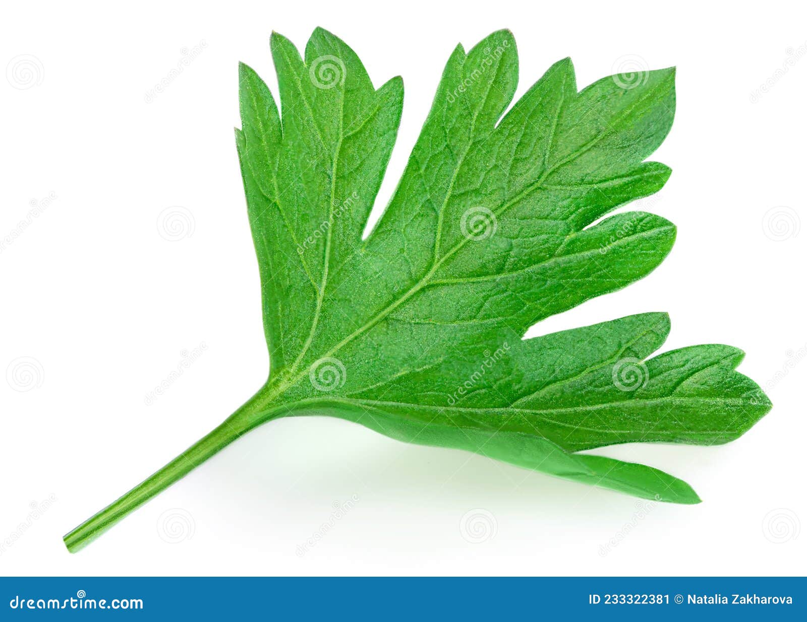 Salsa. Erva De Salsa Isolada Em Fundo Branco Imagem de Stock - Imagem ...