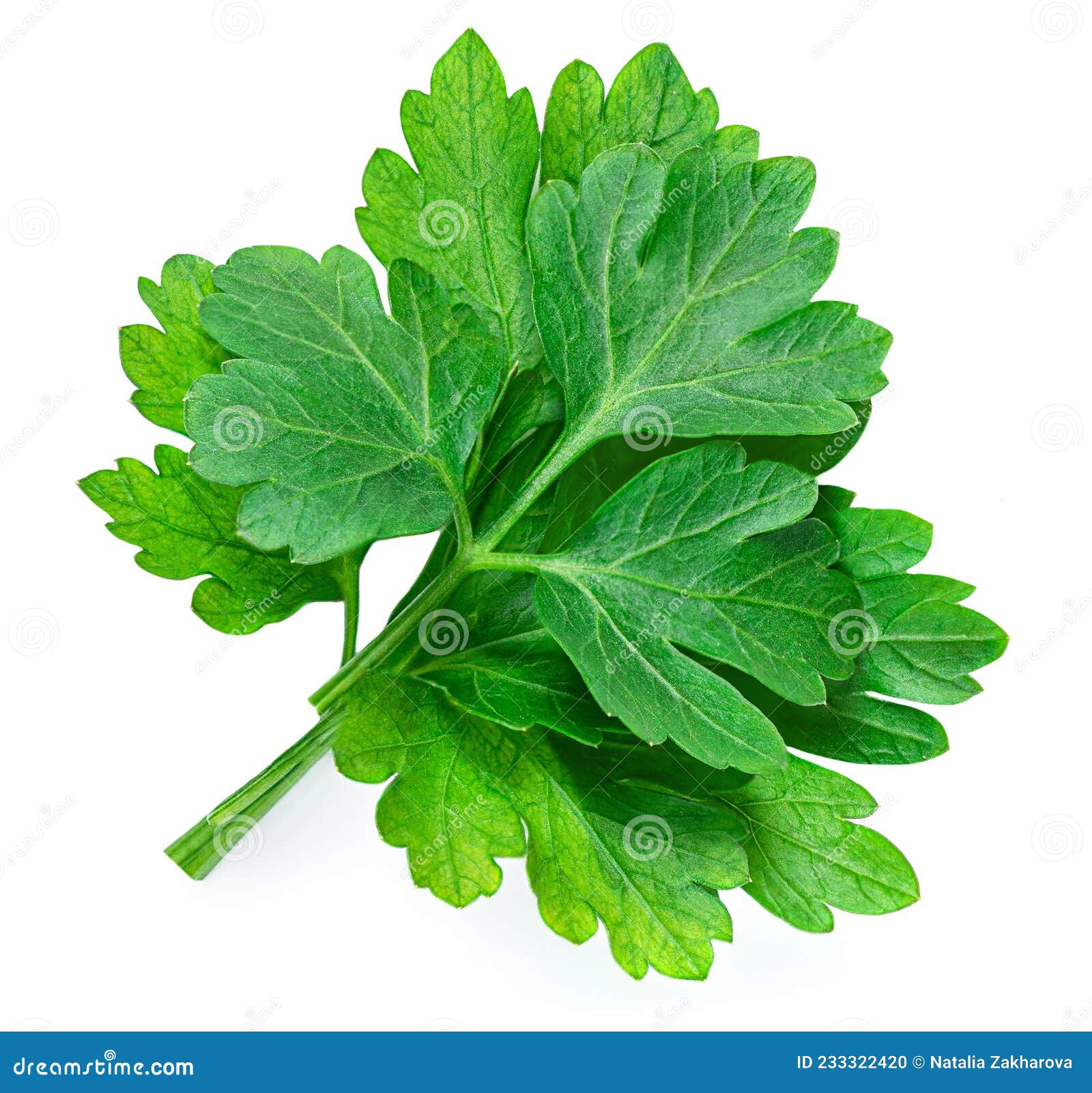 Salsa. Erva De Salsa Isolada Em Fundo Branco Foto de Stock - Imagem de ...