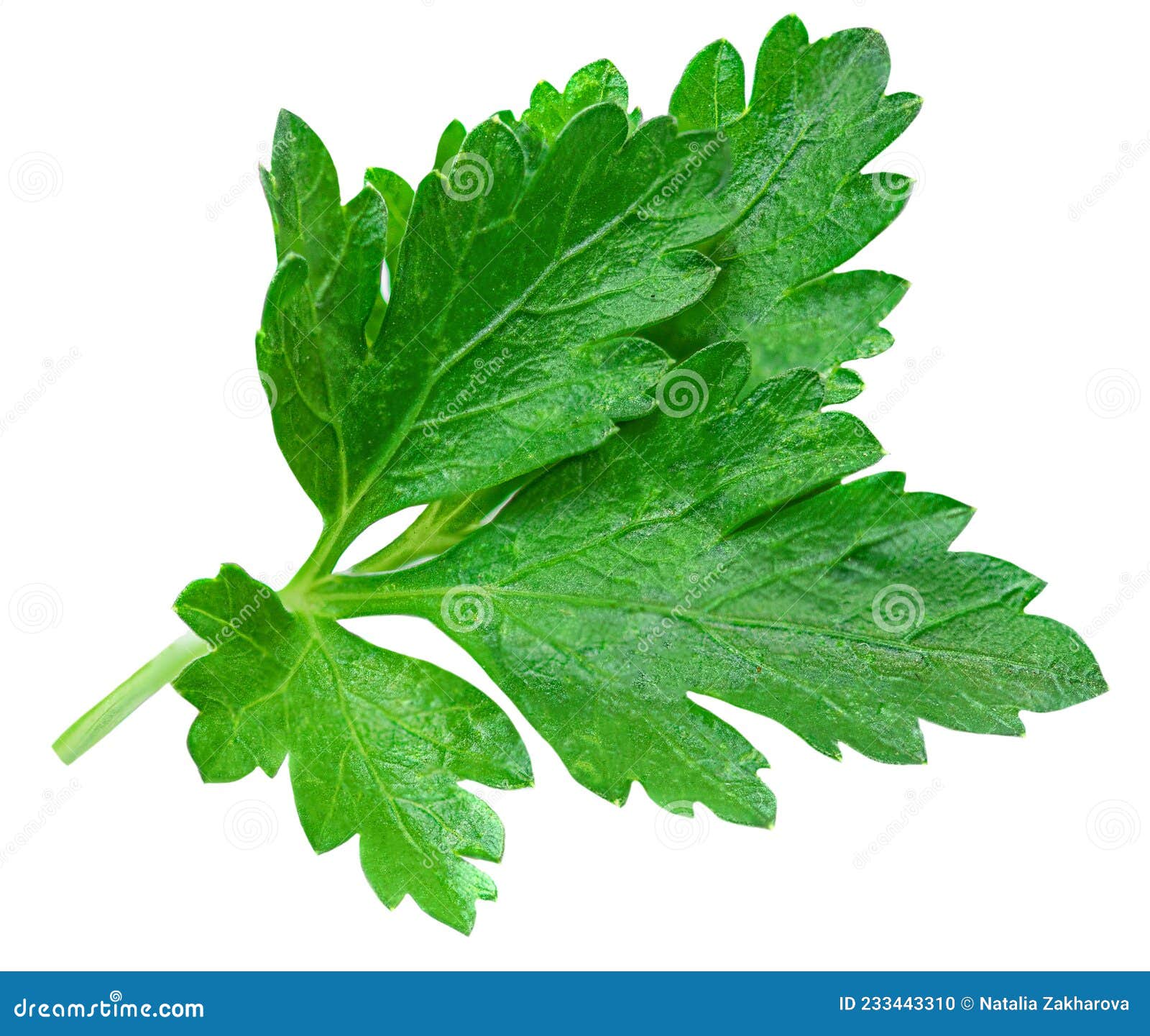 Salsa. Erva De Salsa Isolada Em Fundo Branco Foto de Stock - Imagem de ...