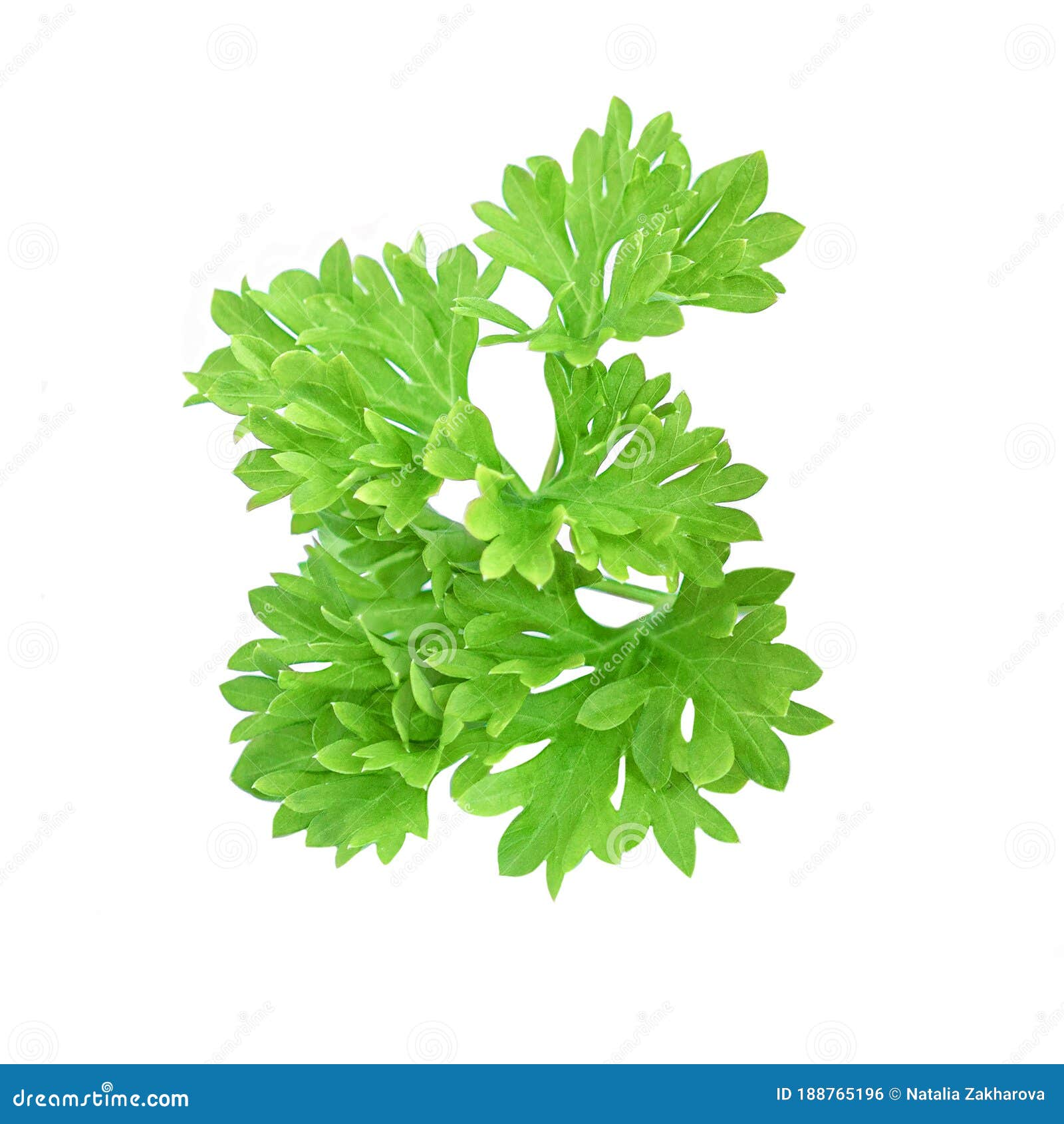 Salsa. Folha De Erva De Salsa Isolada Em Fundo Branco. Fechar Foto de ...