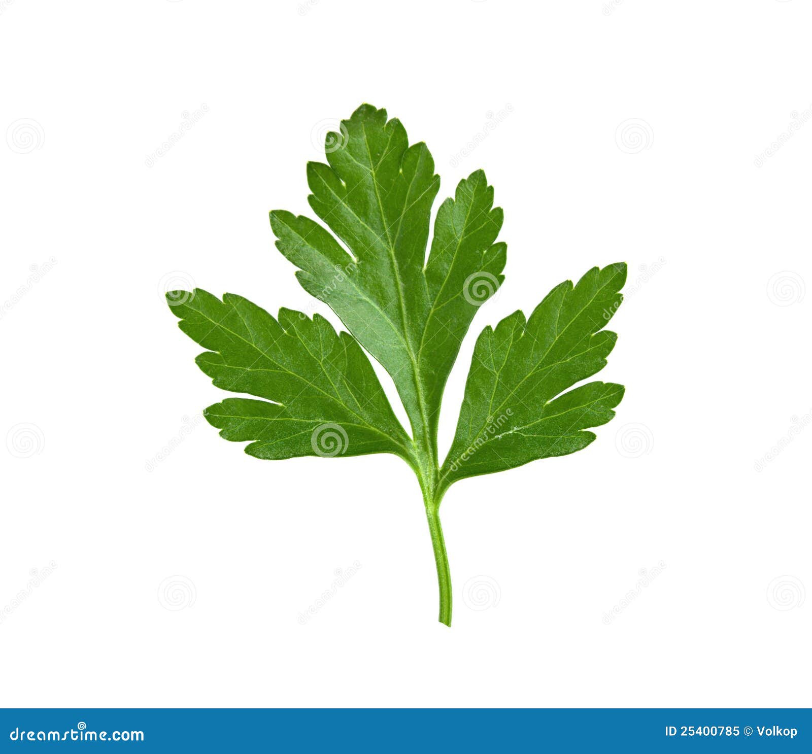 Salsa Fresca Da Erva Da Folha Isolada Imagem de Stock - Imagem de ...