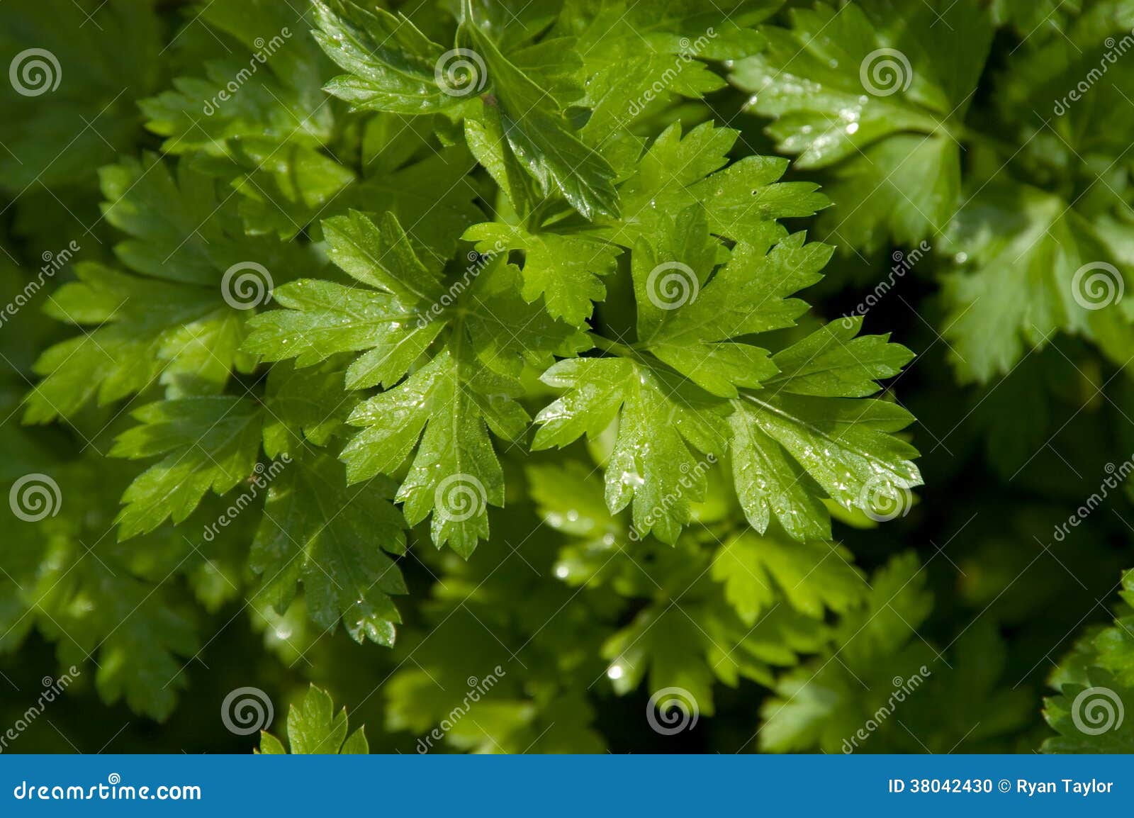 Salsa lisa da folha foto de stock. Imagem de liso, arbusto - 38042430