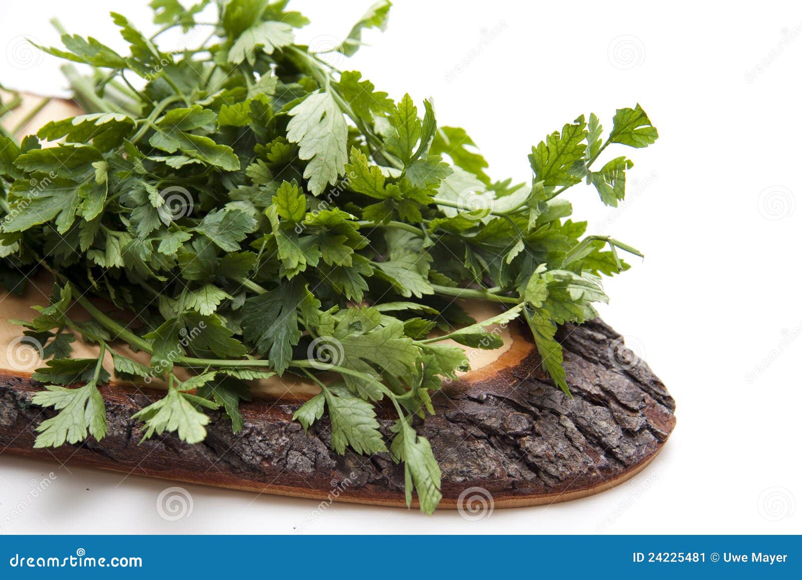 Salsa na madeira com casca imagem de stock. Imagem de folhas - 24225481