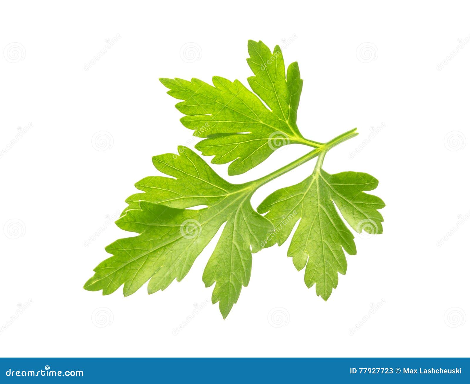 Salsa Uma Folha No Fundo Branco Imagem de Stock - Imagem de fresco ...