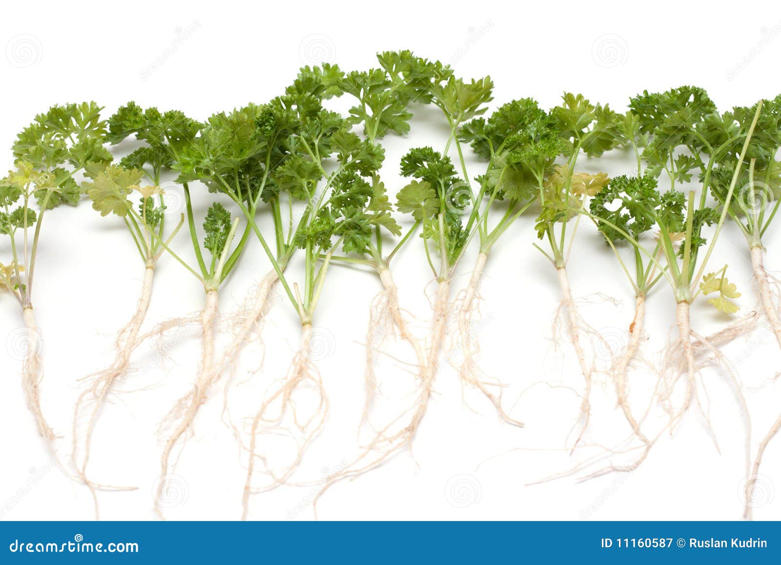 Salsa verde com raiz imagem de stock. Imagem de orgânico - 11160587