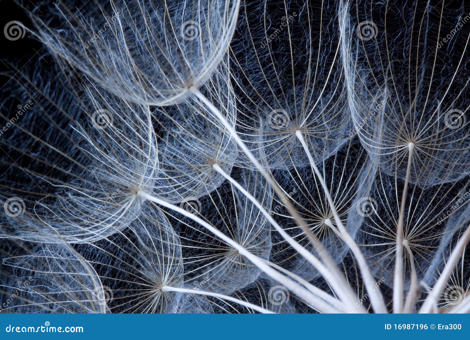 Salsify seeds stock photo. Image of detail, background - 16987196