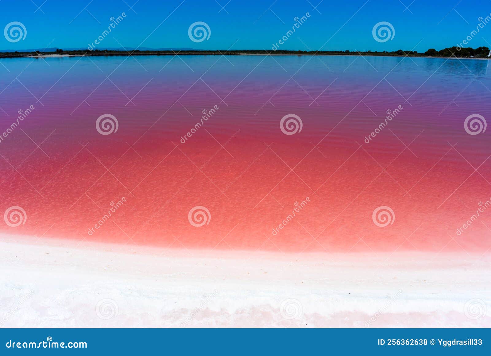Salt Beach Near a Pink Lake Stock Photo - Image of flamingo, natural ...