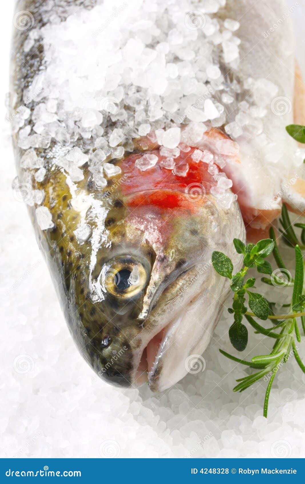 Salt-crusted Trout stock photo. Image of uncooked, herbs - 4248328