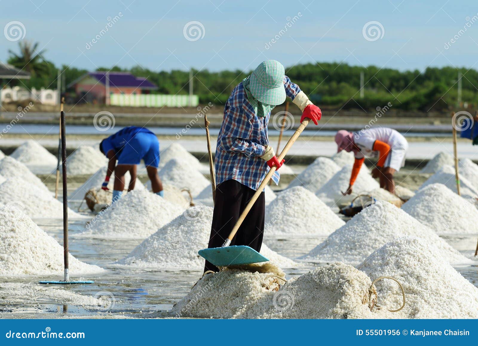 Salt farm editorial photo. Image of flake, field, workman - 55501956