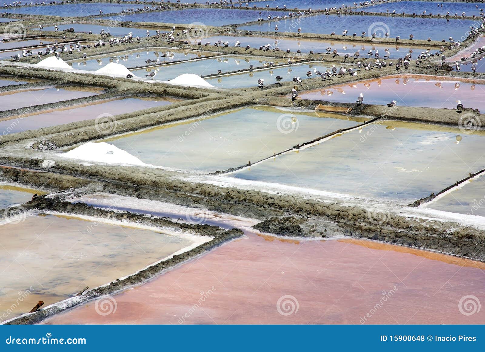 Salt farm in Aveiro. stock photo. Image of salinas, calm - 15900648