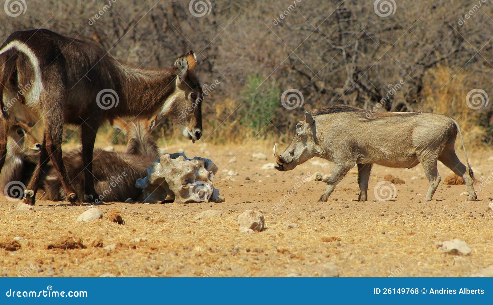 Salt Fight 1 - Warthog and Waterbuck Stock Photo - Image of adult ...