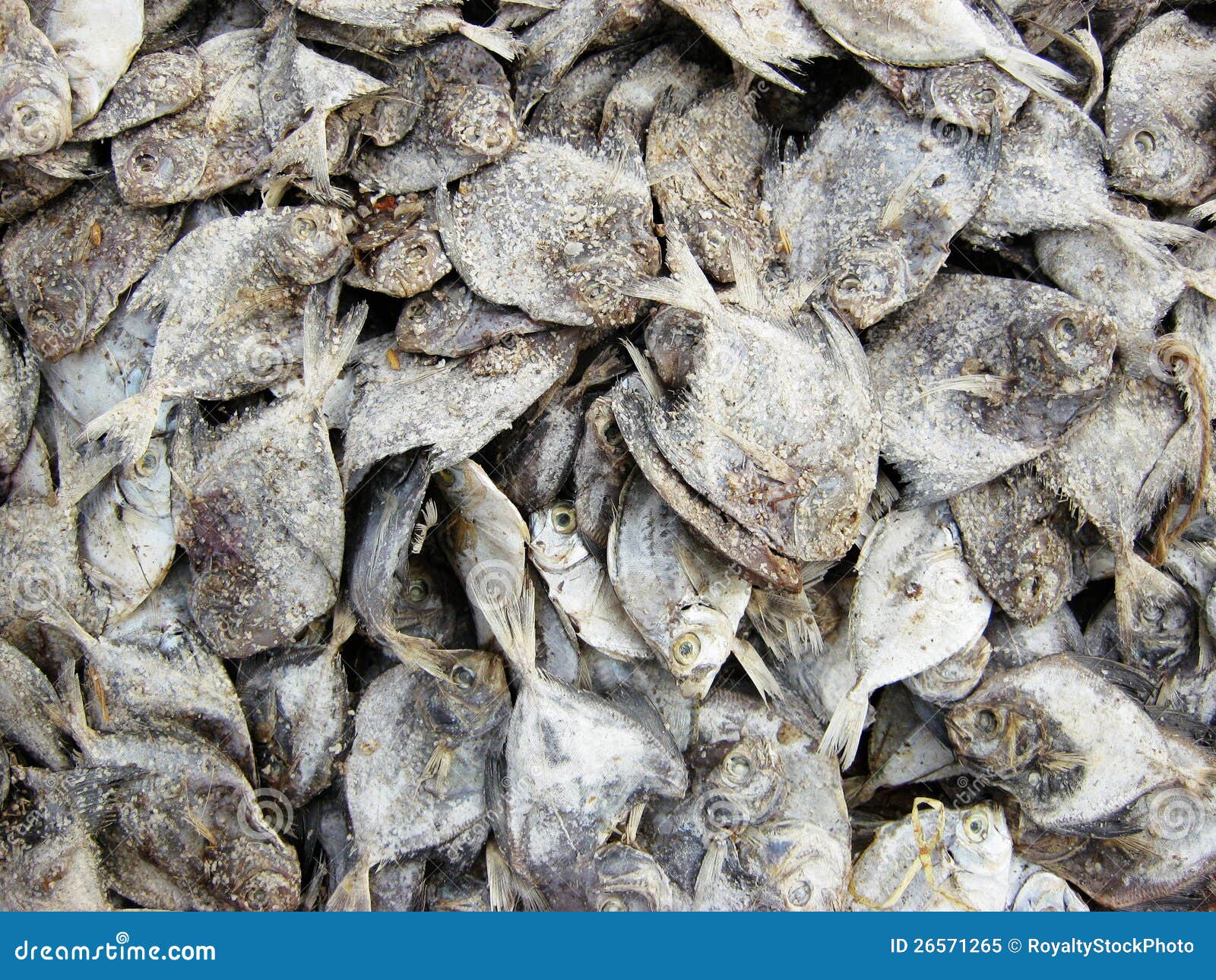 Salt fish stock image. Image of cooking, ocean, close - 26571265