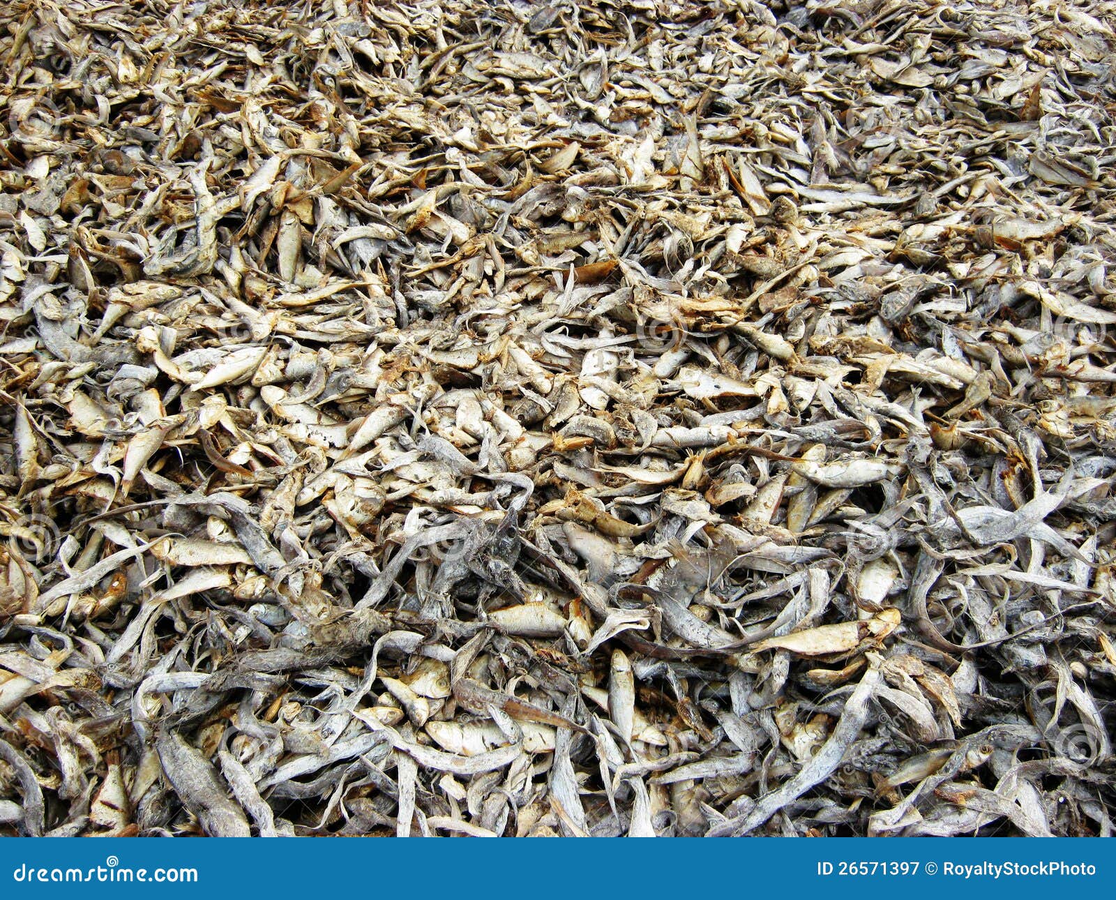 Salt fish stock image. Image of cuisine, fish, diet, nutrition - 26571397