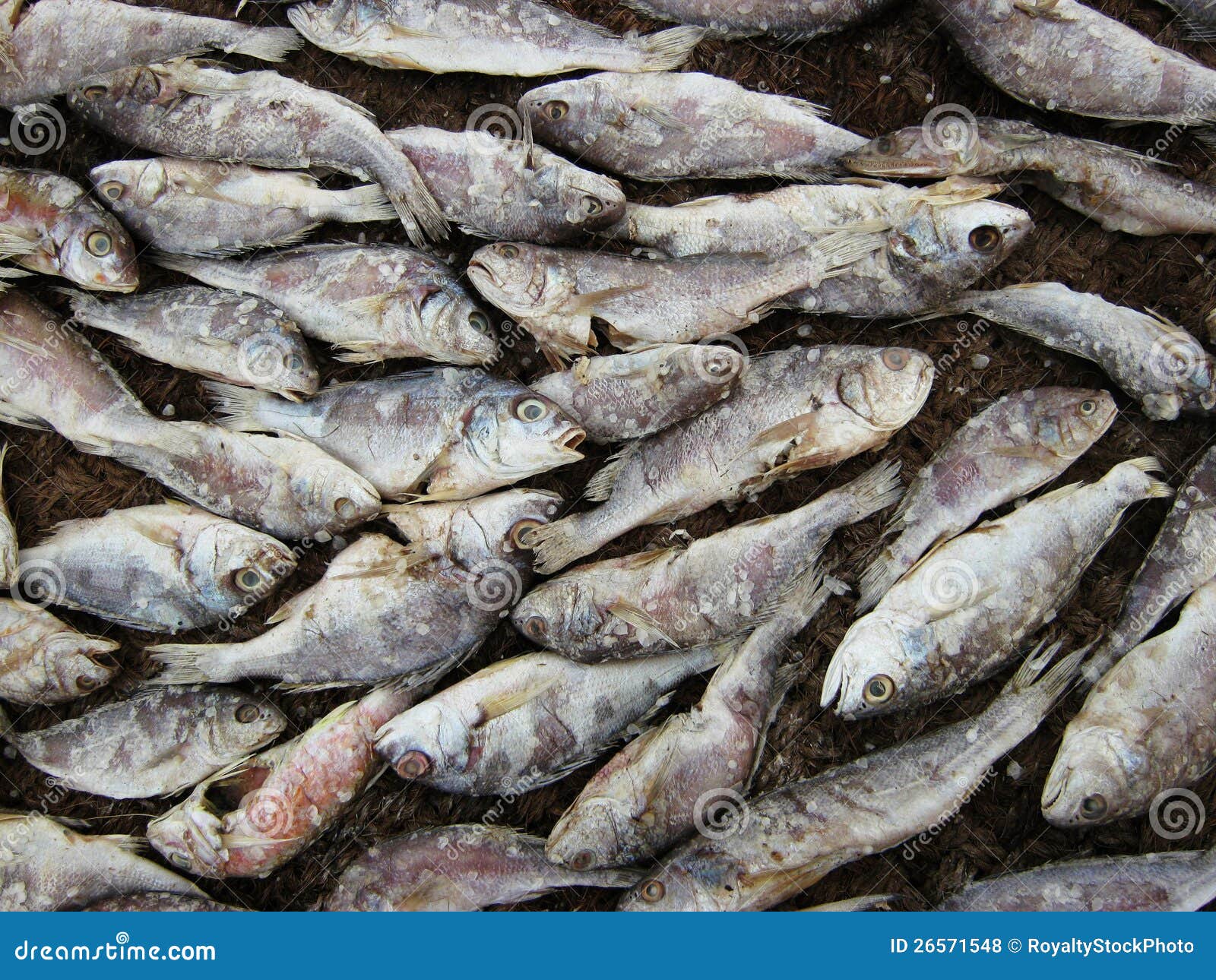 Salt fish stock photo. Image of codfish, fresh, delicious - 26571548