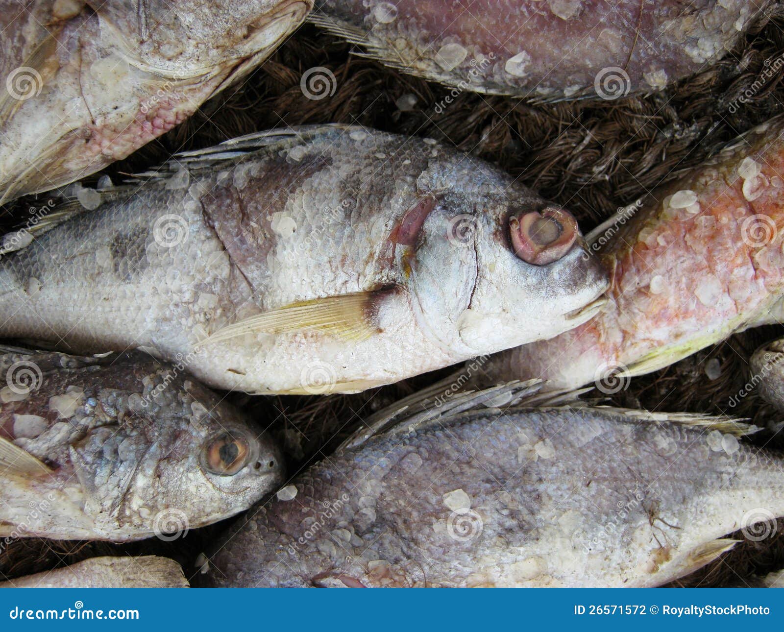 Salt fish stock photo. Image of fish, preserved, asia - 26571572