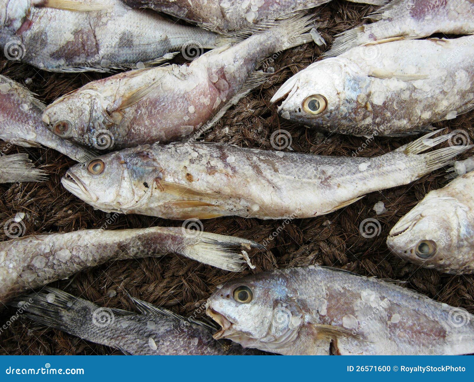 Salt fish stock photo. Image of healthy, prepared, gastronomy - 26571600