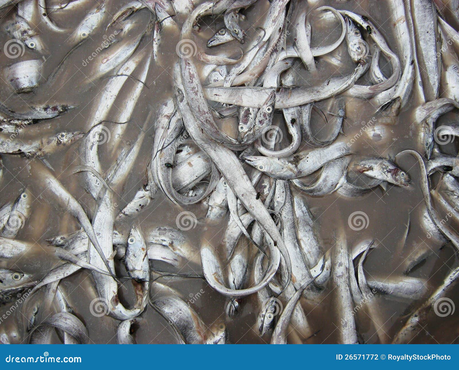 Salt fish stock photo. Image of background, fishing, gastronomy - 26571772