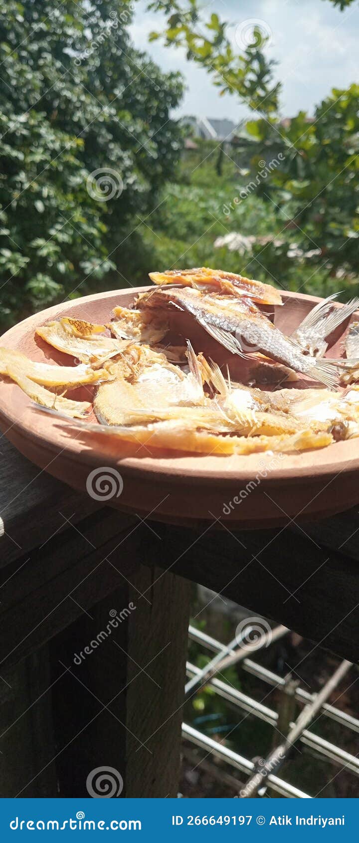 Salt Betok Fish (Anabas Testudineus)in the Sun Stock Image - Image of ...
