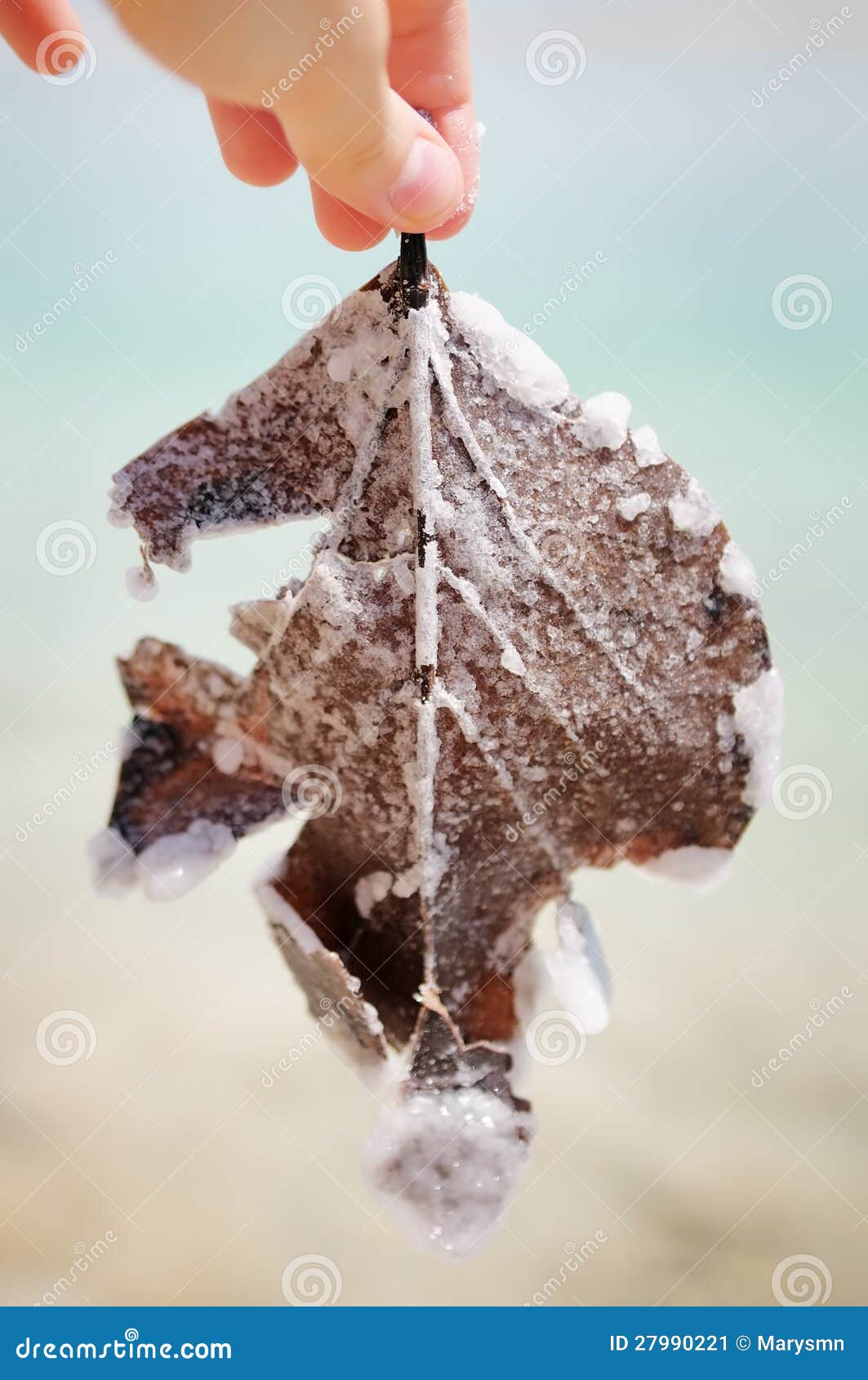 A salt-glazed leaf stock image. Image of matter, area - 27990221