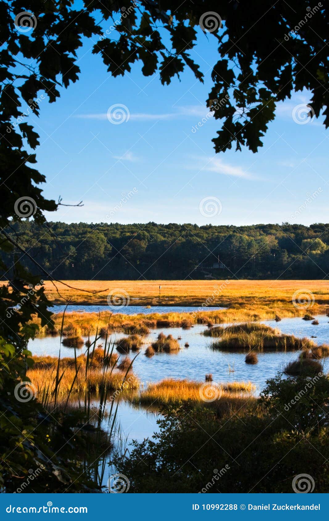 Salt Marsh Wetlands At Assateague Island National Seashore, MD Stock ...