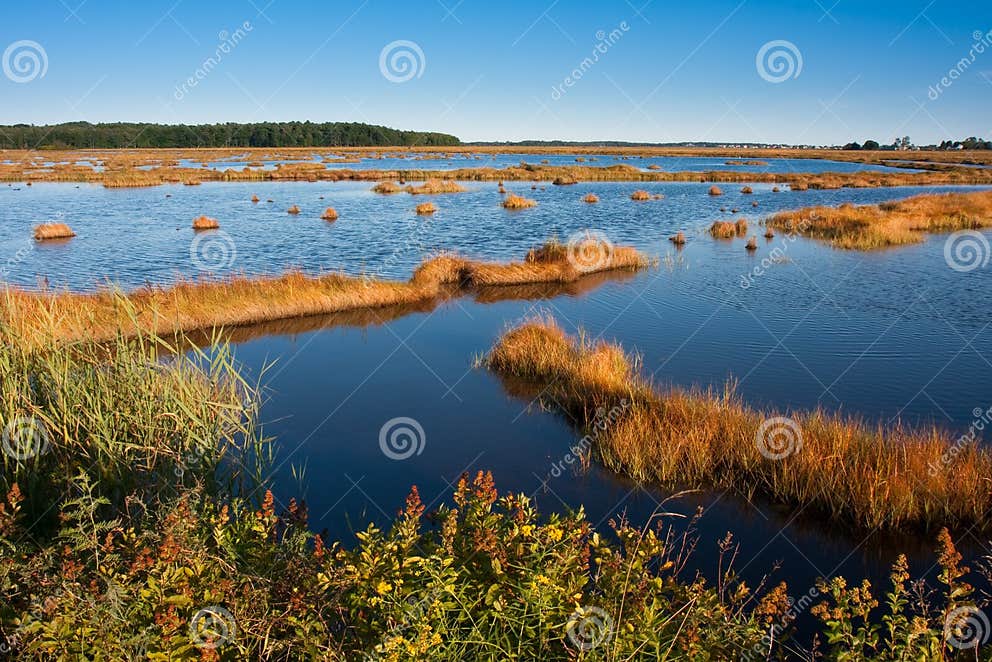 Salt marsh stock photo. Image of reflection, swamp, peaceful - 10992312