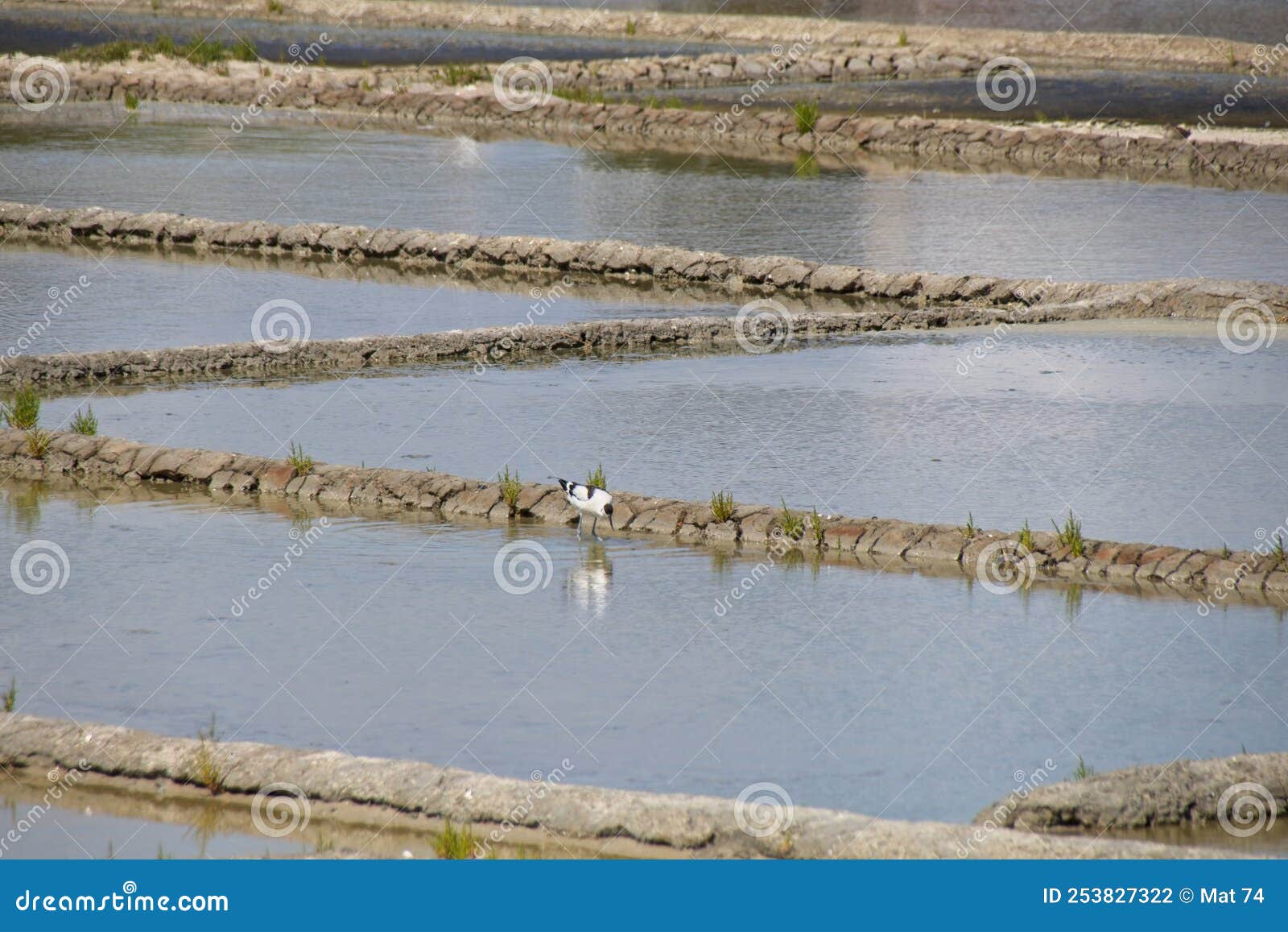 Salt Marsh in Brittany in Summer Stock Photo - Image of bridge, rough ...