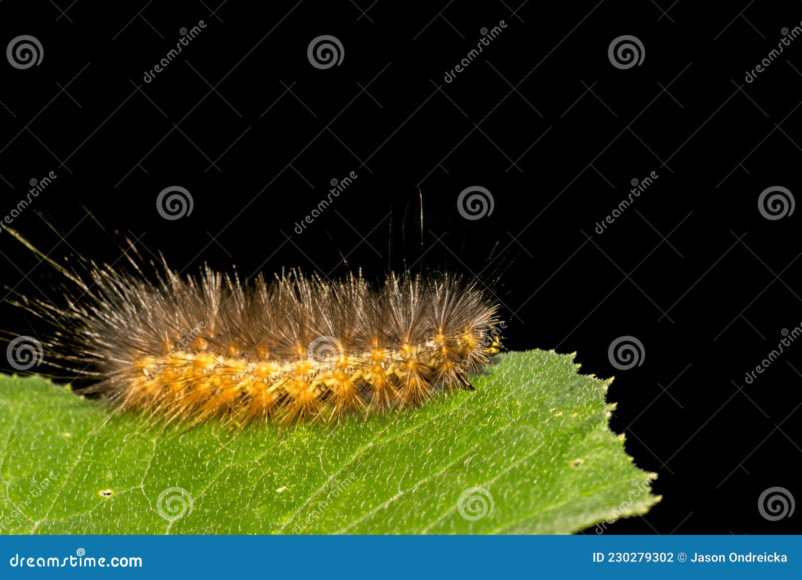 Salt Marsh Caterpillar- Estigmene Acrea Stock Photo - Image of close ...
