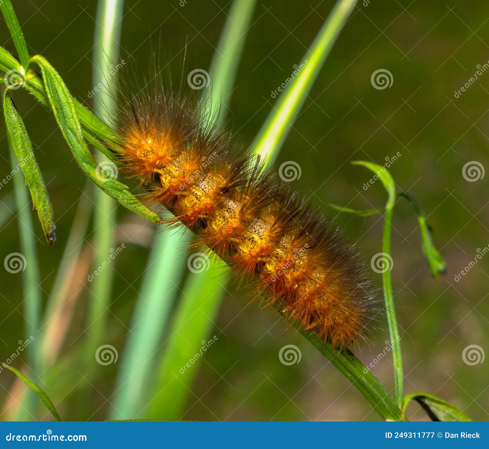 Salt Marsh Moth or Acrea Moth Caterpillar - Estigmene Acrea Stock Image ...