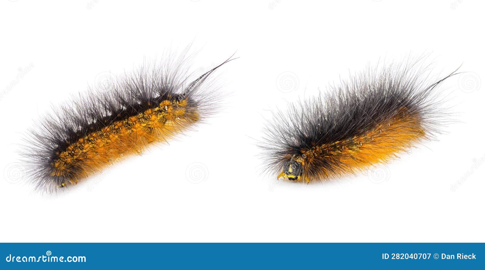Salt Marsh Moth or Acrea Moth Caterpillar - Estigmene Acrea - Isolated ...