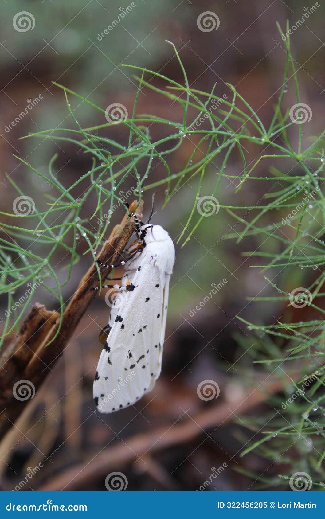 Salt Marsh Moth on Asparagus Plants during Rain Stock Image - Image of ...