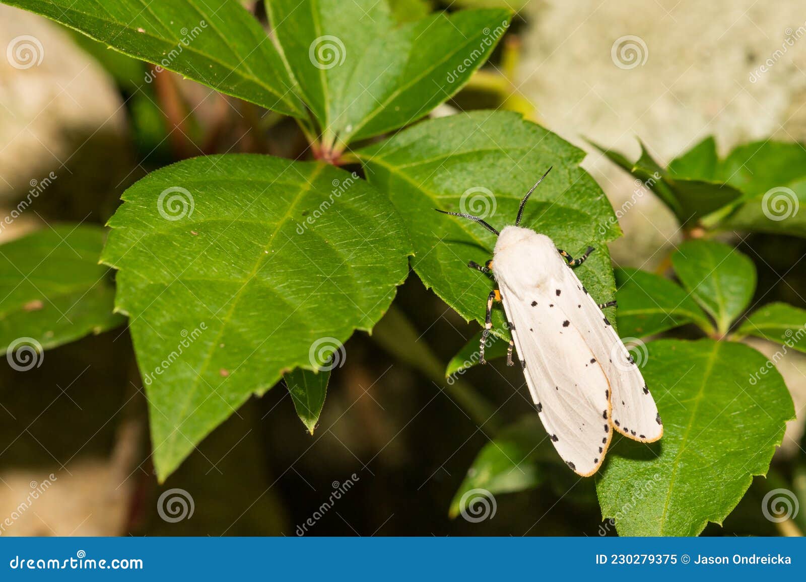 Salt Marsh Moth Estigmene Acrea Stock Image - Image of entomology ...