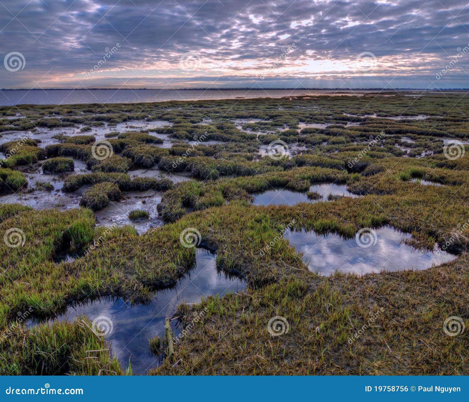 Salt Marsh Wetlands At Assateague Island National Seashore, MD Stock ...