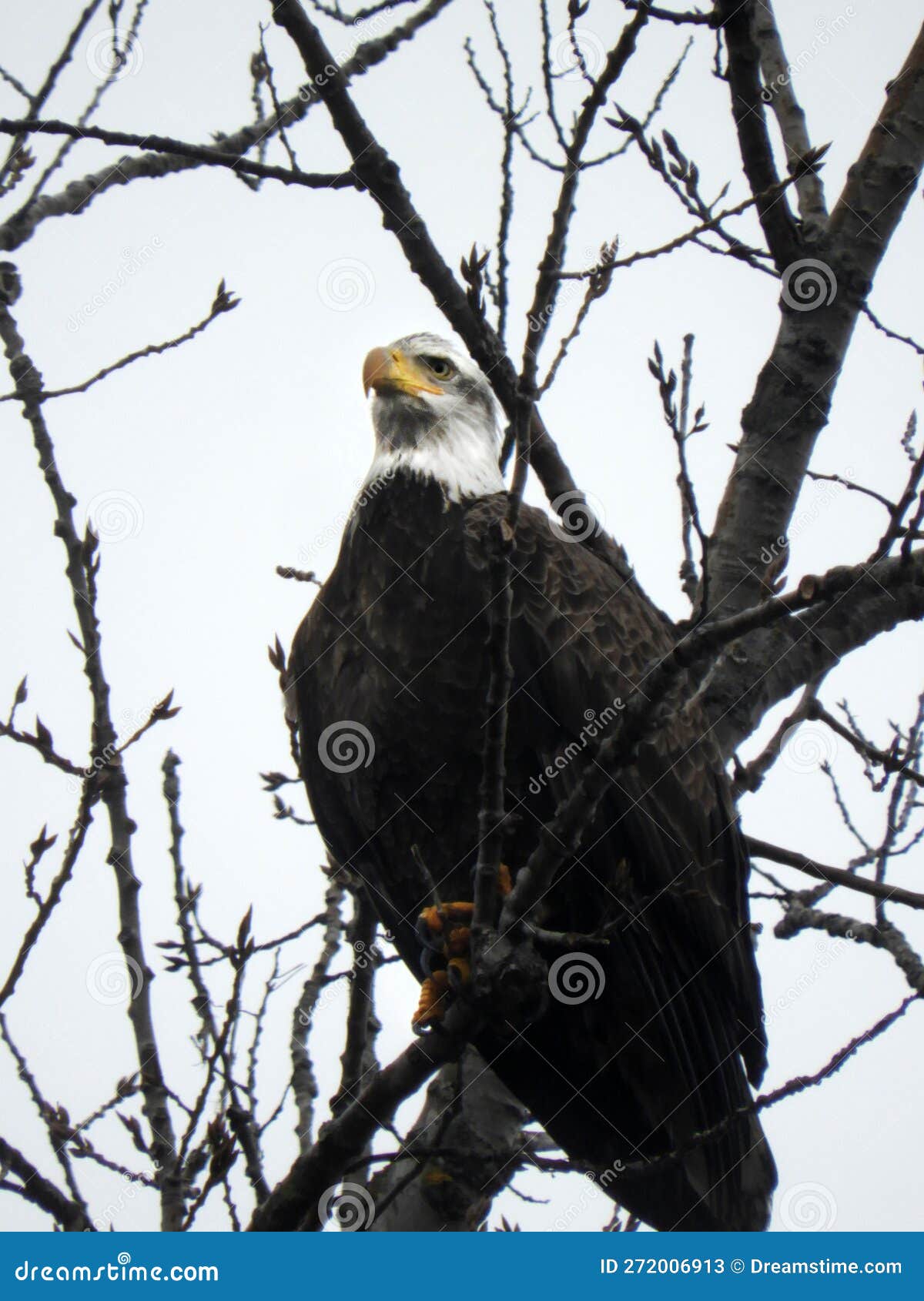 Bald Eagle at Salt Point Nature Preserve on Cayuga Lake FingerLakes ...