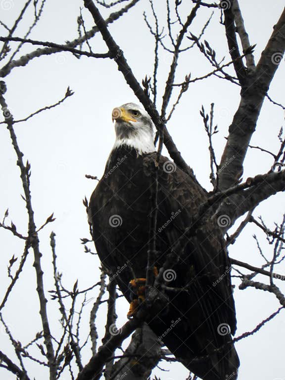 Bald Eagle at Salt Point Nature Preserve on Cayuga Lake FingerLakes ...