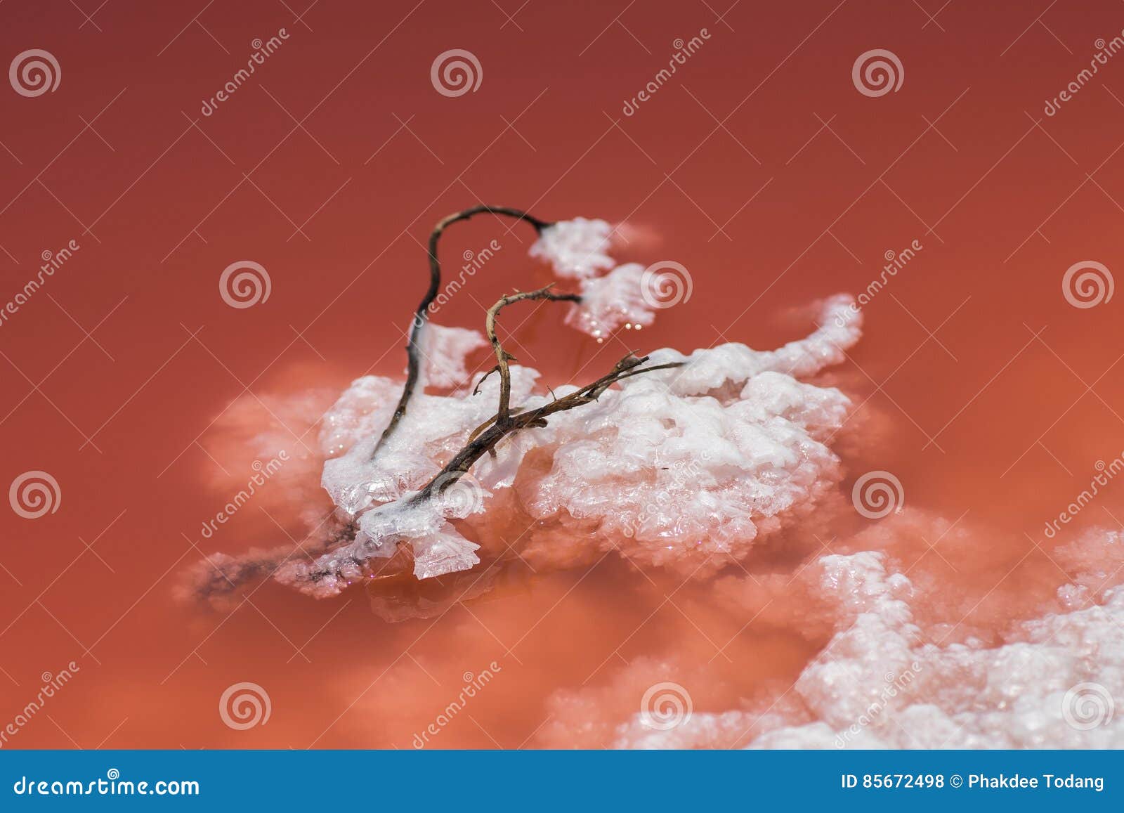 Salt in red water stock photo. Image of chemical, petal - 85672498