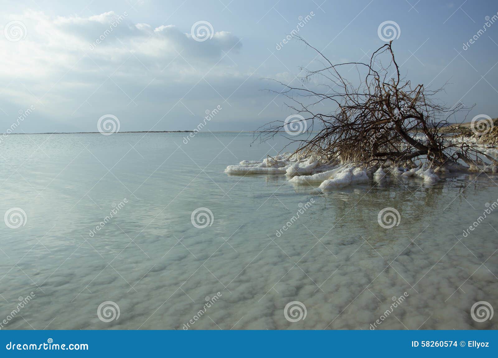 Salt Rocks and Tree at the Dead Sea Stock Photo - Image of east ...