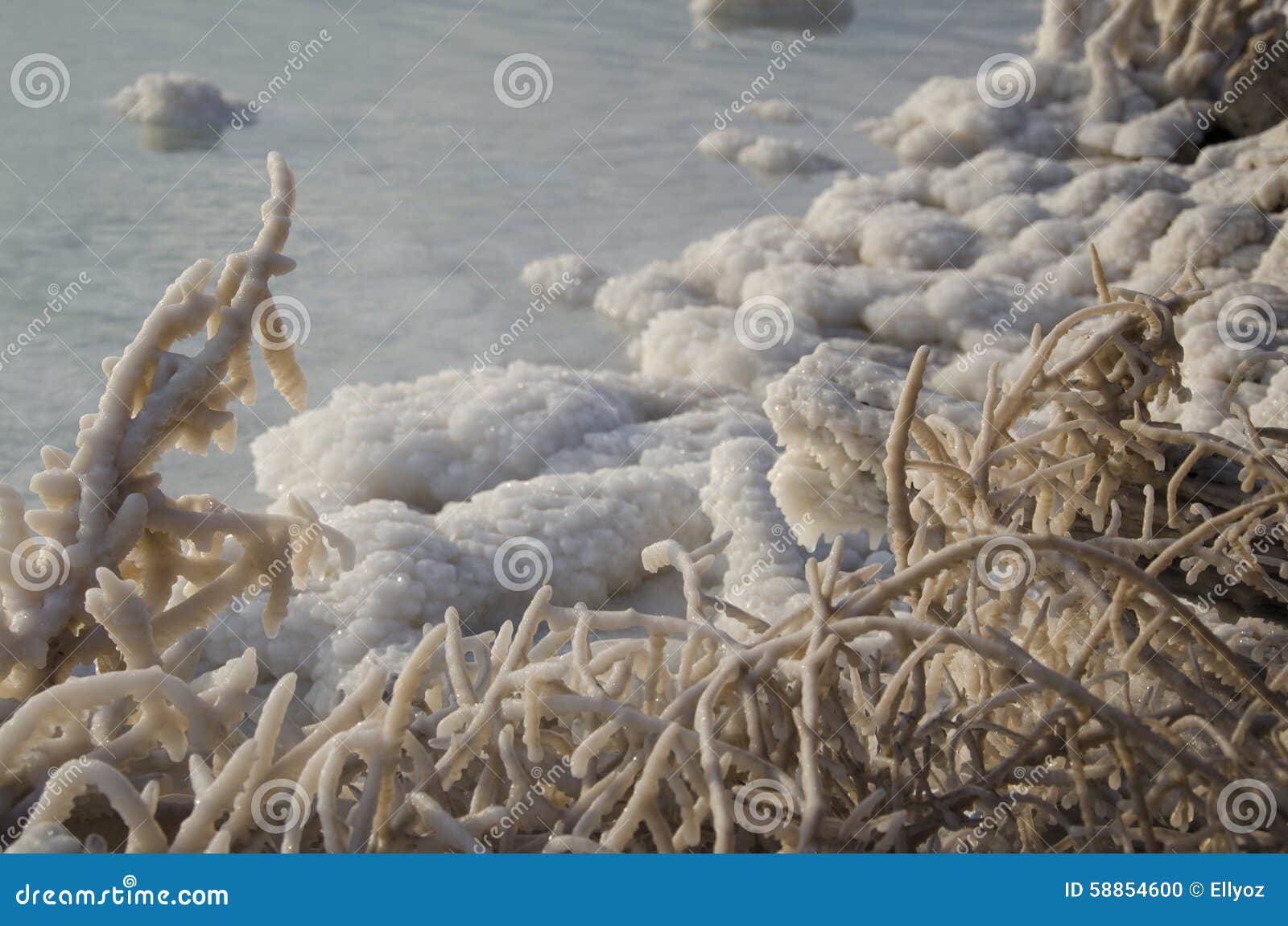 Salt Rocks and Tree at the Dead Sea Stock Photo - Image of closeup ...