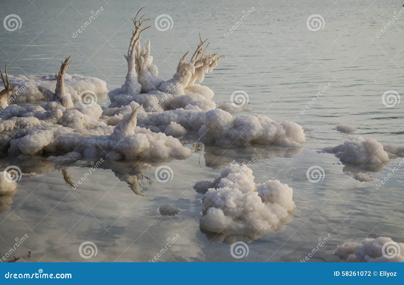 Salt Rocks and Trees at the Dead Sea Stock Photo - Image of salty ...