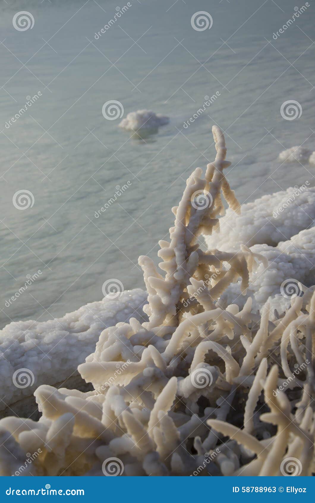 Salt Rocks and Trees at the Dead Sea Stock Image - Image of foam, salt ...