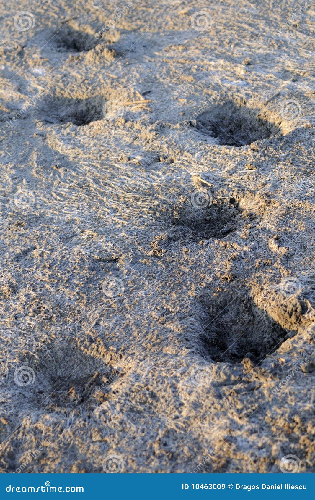 Salt texture stock image. Image of effect, plant, conceptual - 10463009