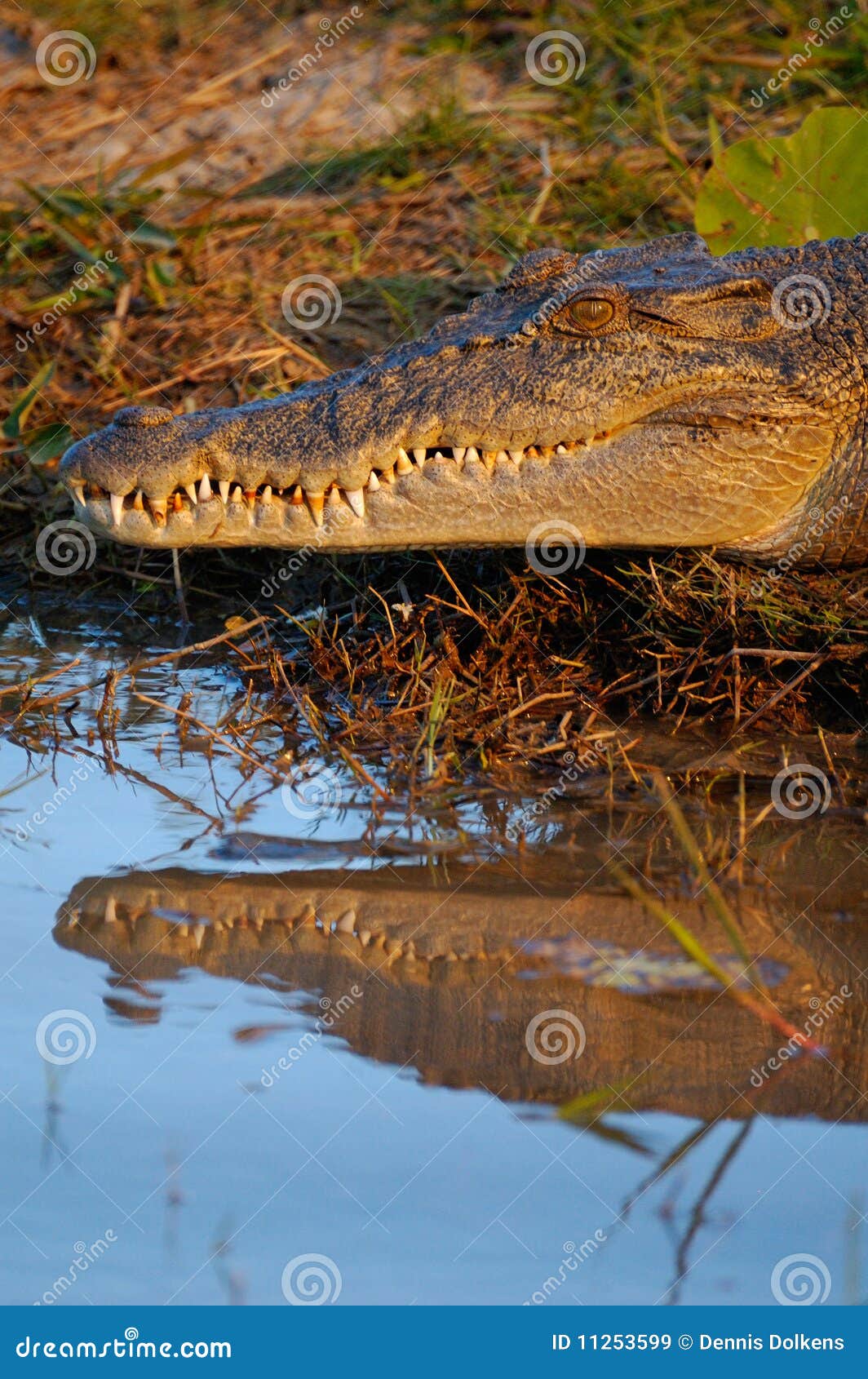 Salt Water Crocodile stock image. Image of skin, water - 11253599