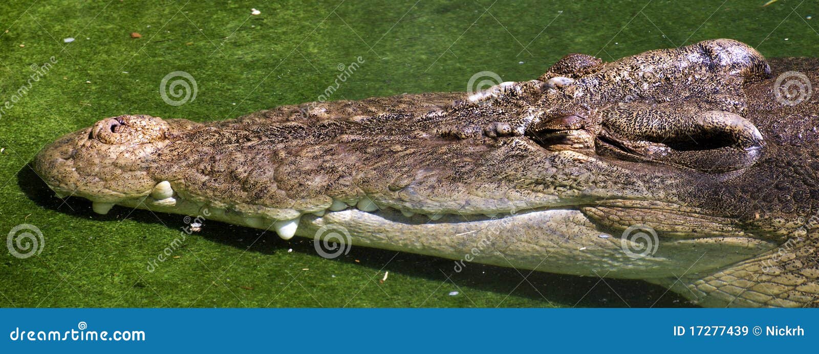 Salt water Crocodile stock image. Image of portrait, predator - 17277439