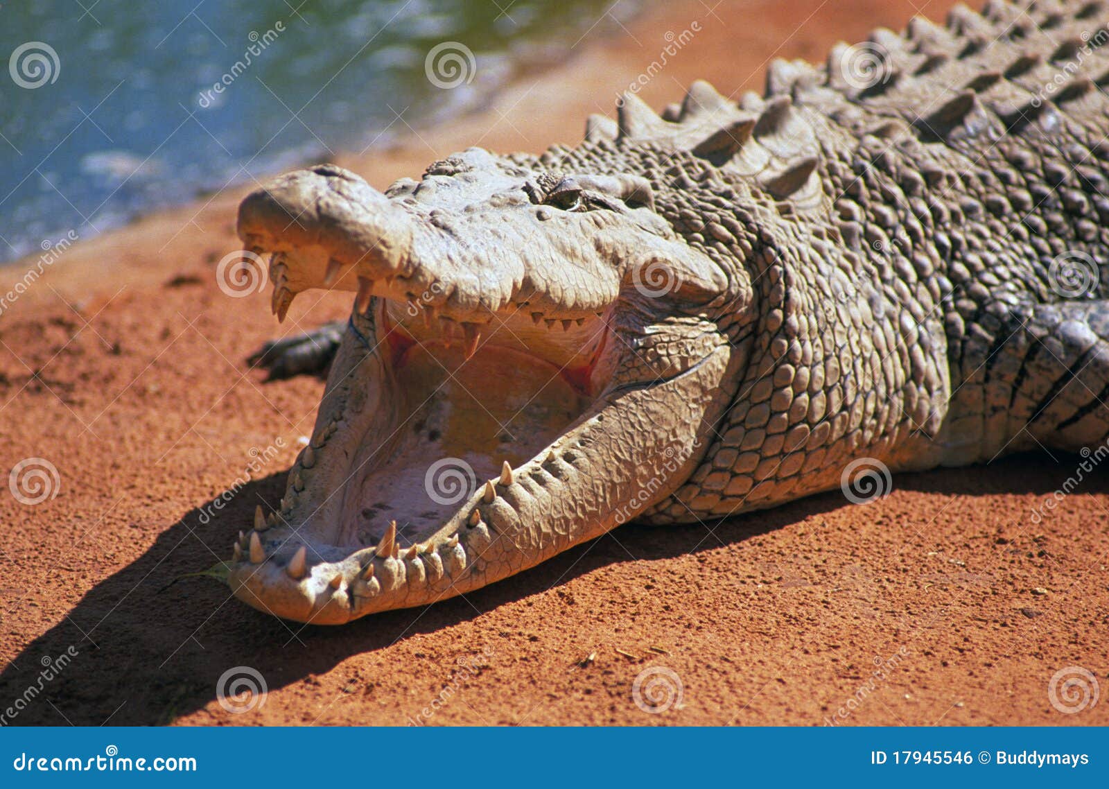Giant Crocodile